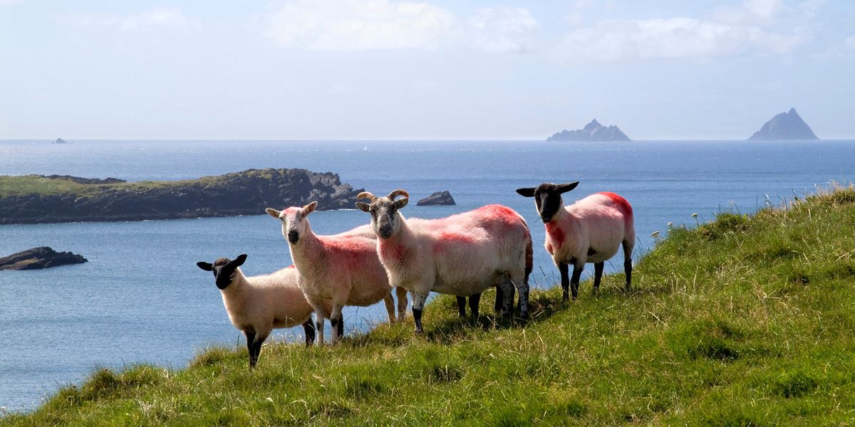 Skellig Ring Tour
